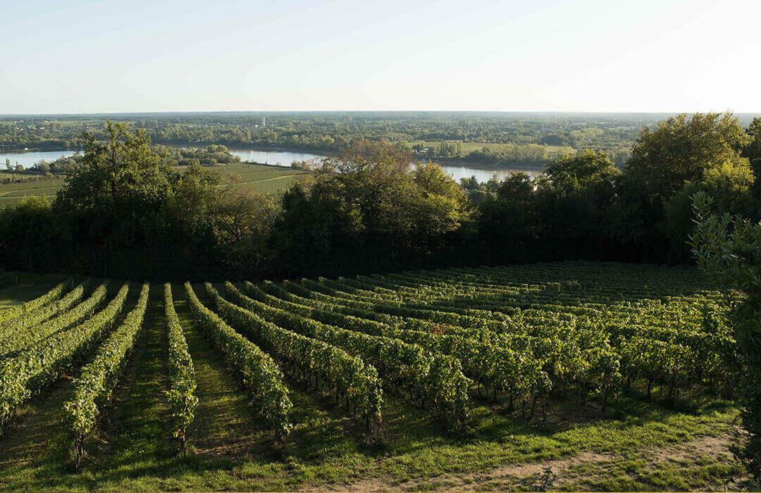 Découvrez les vins AOC Bordeaux rosé - Chamvermeil